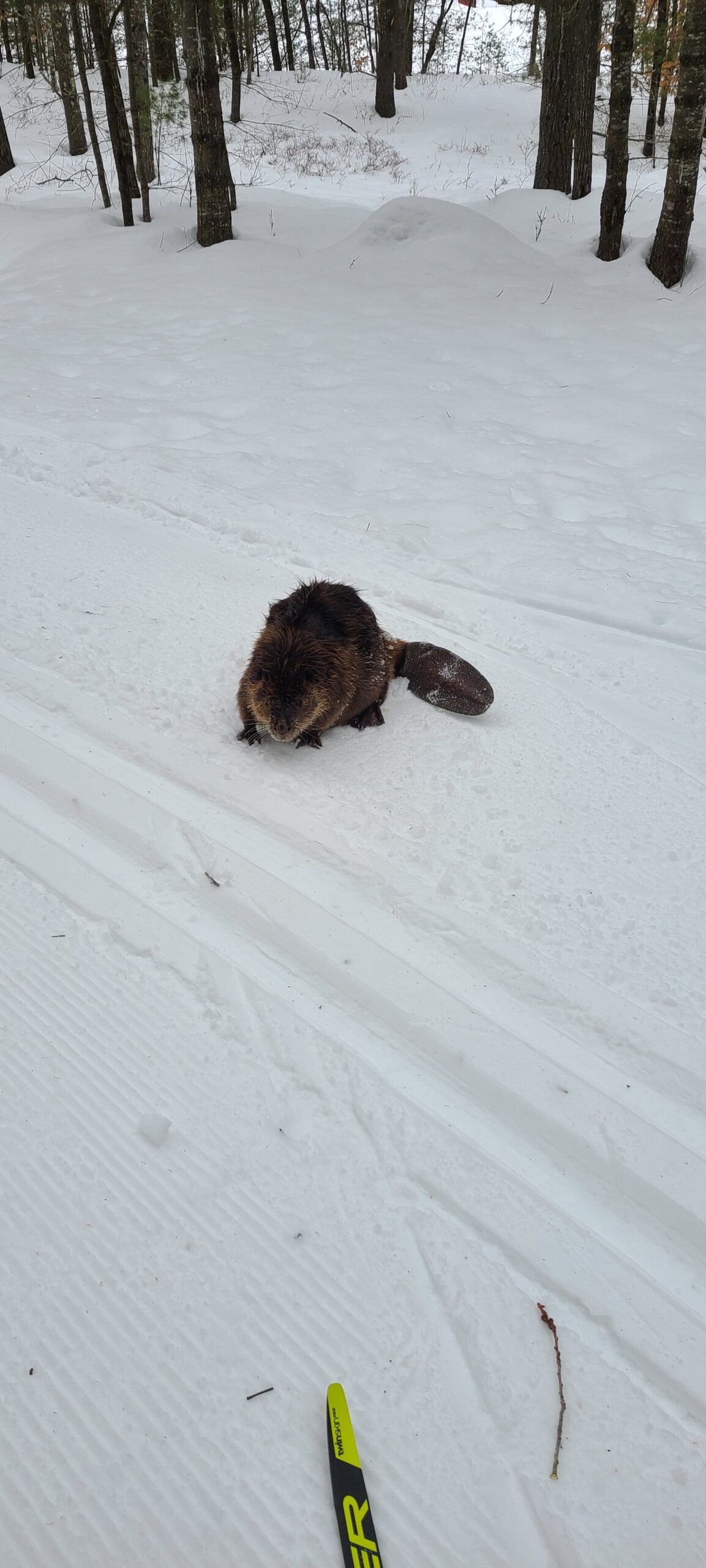 Our version of Punxsutawney Phil – Libby Hill Forest