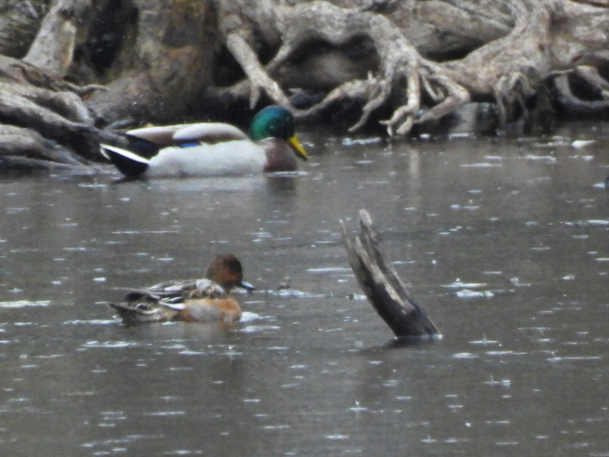 Rare Duck at Libby Hill Pond – Libby Hill Forest