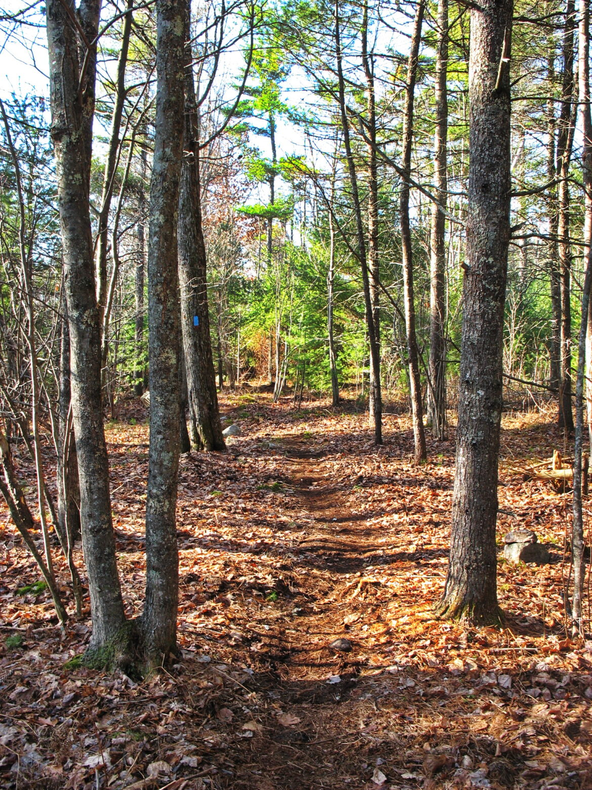 Walking and Hiking Libby Hill – Libby Hill Forest
