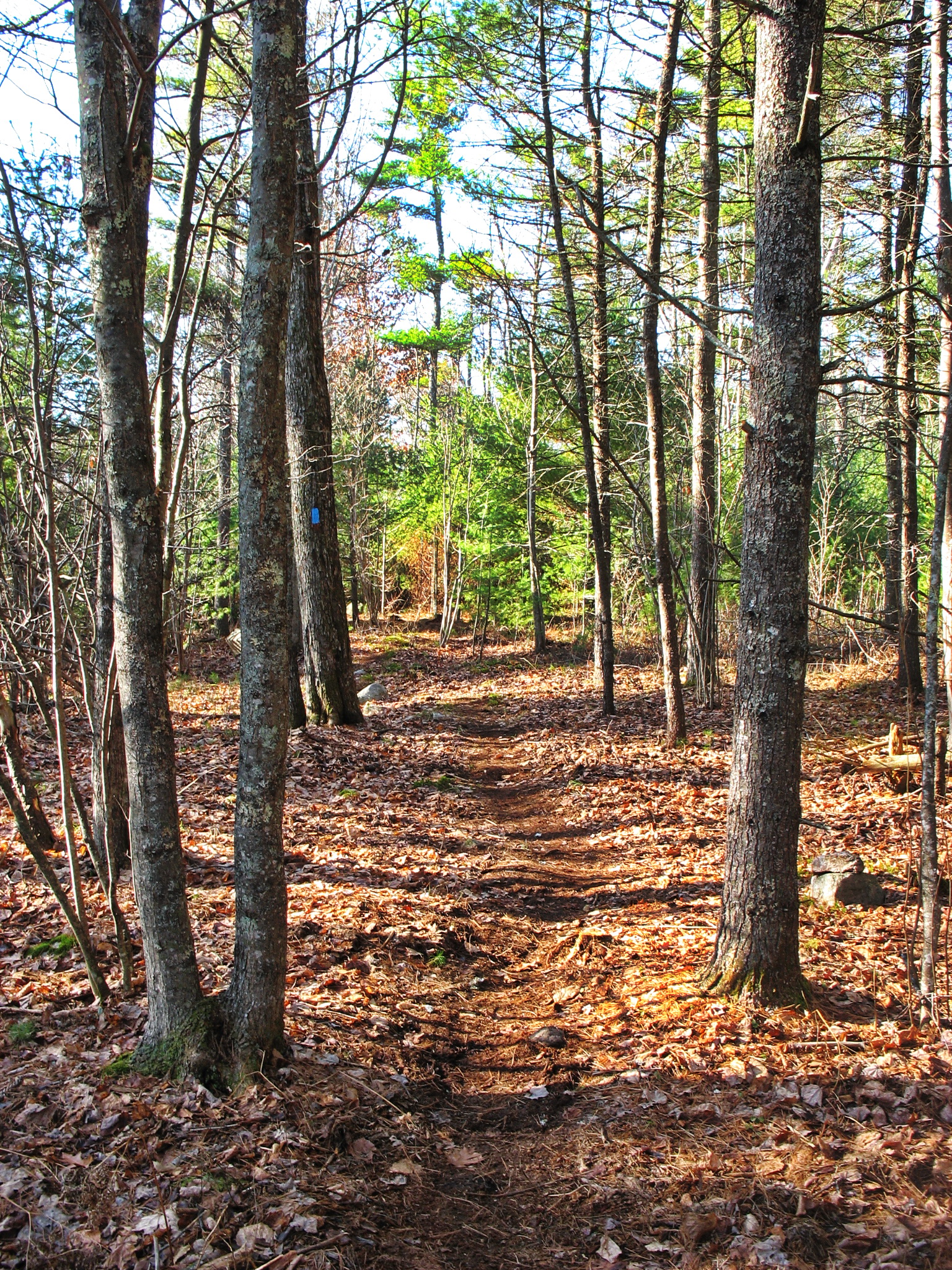 Walking and Hiking Libby Hill – Libby Hill Forest
