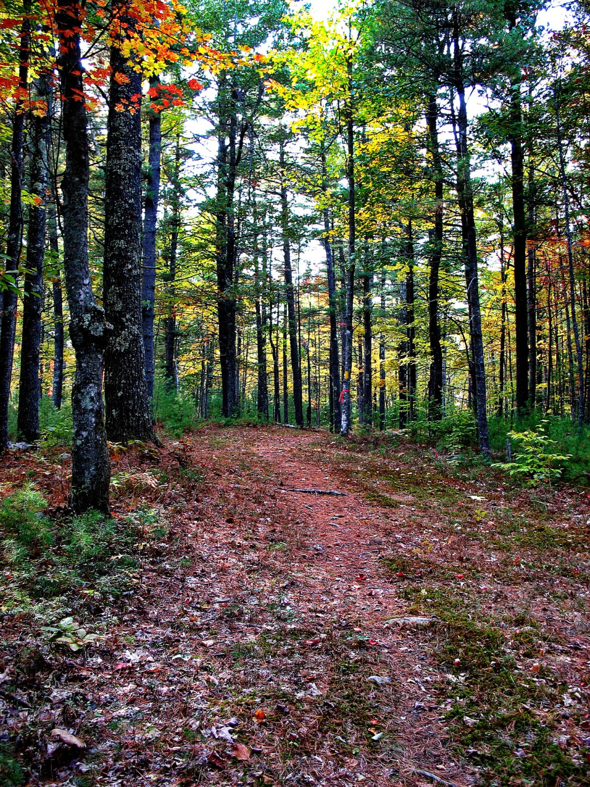 Home Page - Libby Hill Forest