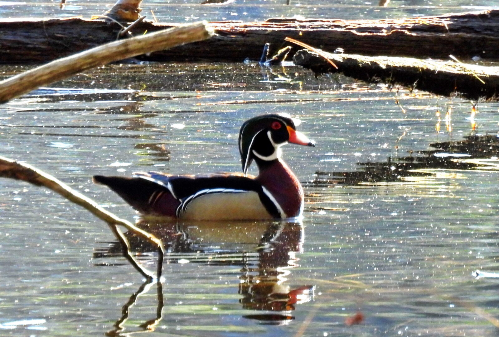 Ice Out Ducks In! – Libby Hill Forest